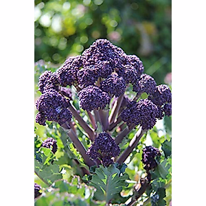 Purple Sprouting Broccoli Seeds, 500+ Heirloom Seeds Per Packet, (Isla's Garden Seeds), Non GMO Seeds, Botanical Name: Brassica oleracea, 85% Germination Rates