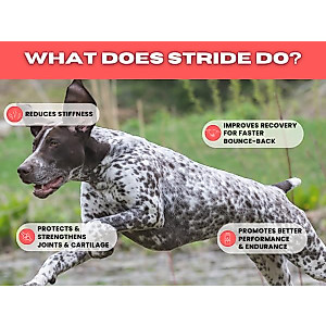Homescape World Stride by Helluva Dog — Joint Support Meal Topper for Active Sporting Dogs — Green Lipped Mussel & Turmeric Powder for Mobility & Recovery 4oz