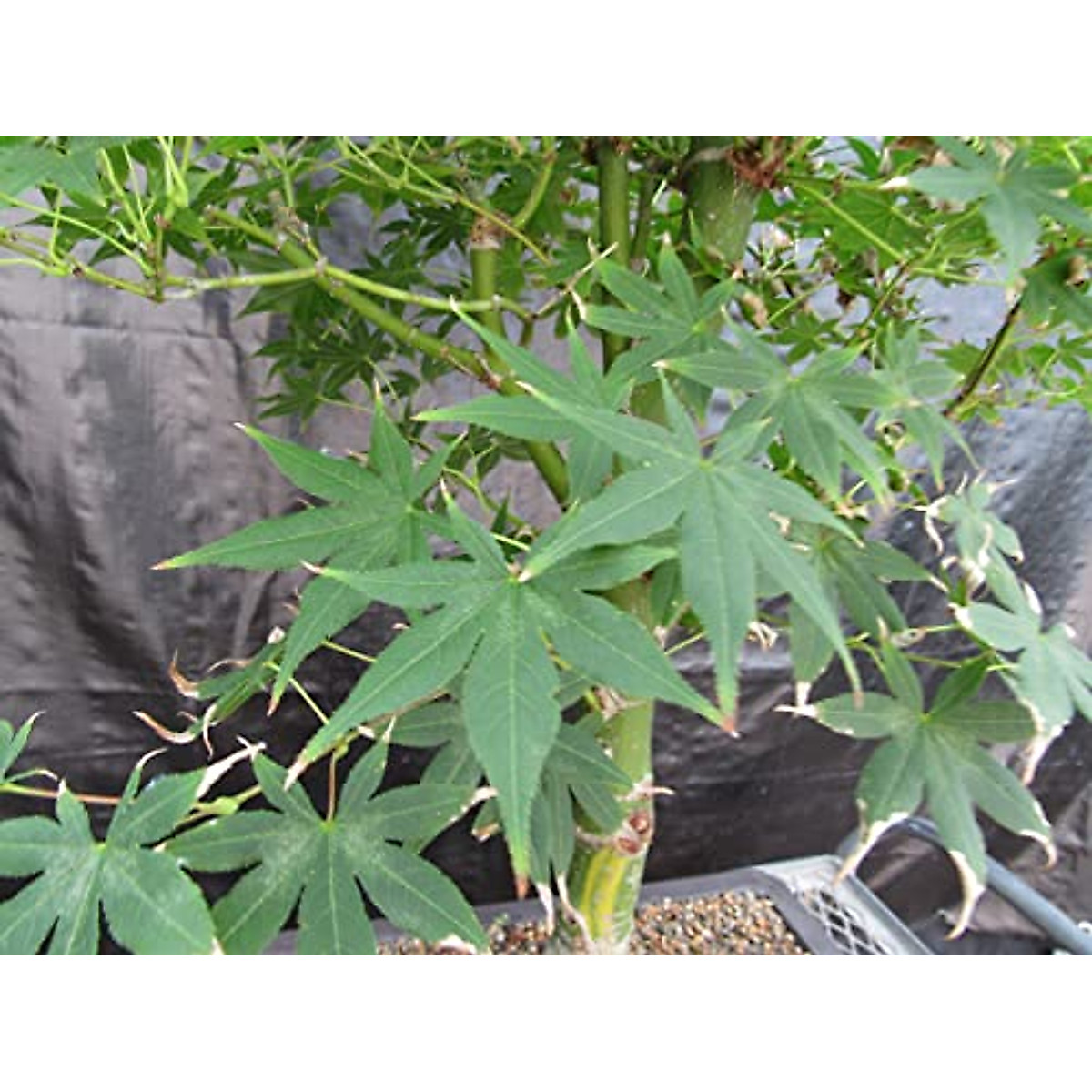 51 Year Old Golden Prosperity Japanese Maple Specimen Bonsai Tree