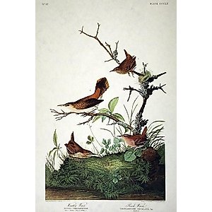 Winter Wren, Rock Wren. From"The Birds of America" (Amsterdam Edition)
