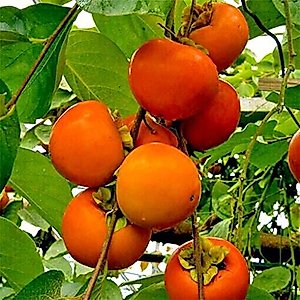 Japanese Persimmon Tree Seeds Diospyros Edible Fruit Tree 10 Seeds