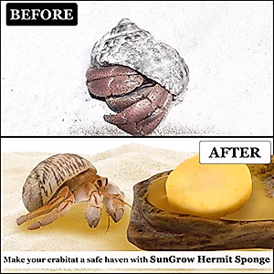Hermit Crab Sponges for Water, 3 Pack Unbleached Hermit Crab Accessories & Supplies, Pet Crab Sponges Provide Nutrients and Maintain Tank Humidity, Water Dish Yellow Real Sea Sponges, 2" x 1"