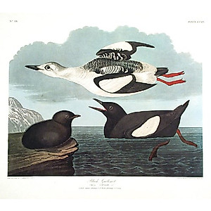 Black Guillemot. From"The Birds of America" (Amsterdam Edition)