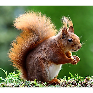 JINTU 135mm f/2.8 Telephoto Lens Manual SLR Camera Lenses for Canon EOS T7i T7s T7 T6s T6i T6 T5i T5 SL2 SL1 4000D 2000D 5D IV 90D 60D 70D 77D 80D 850D 650D 750D 550D 450D 7D