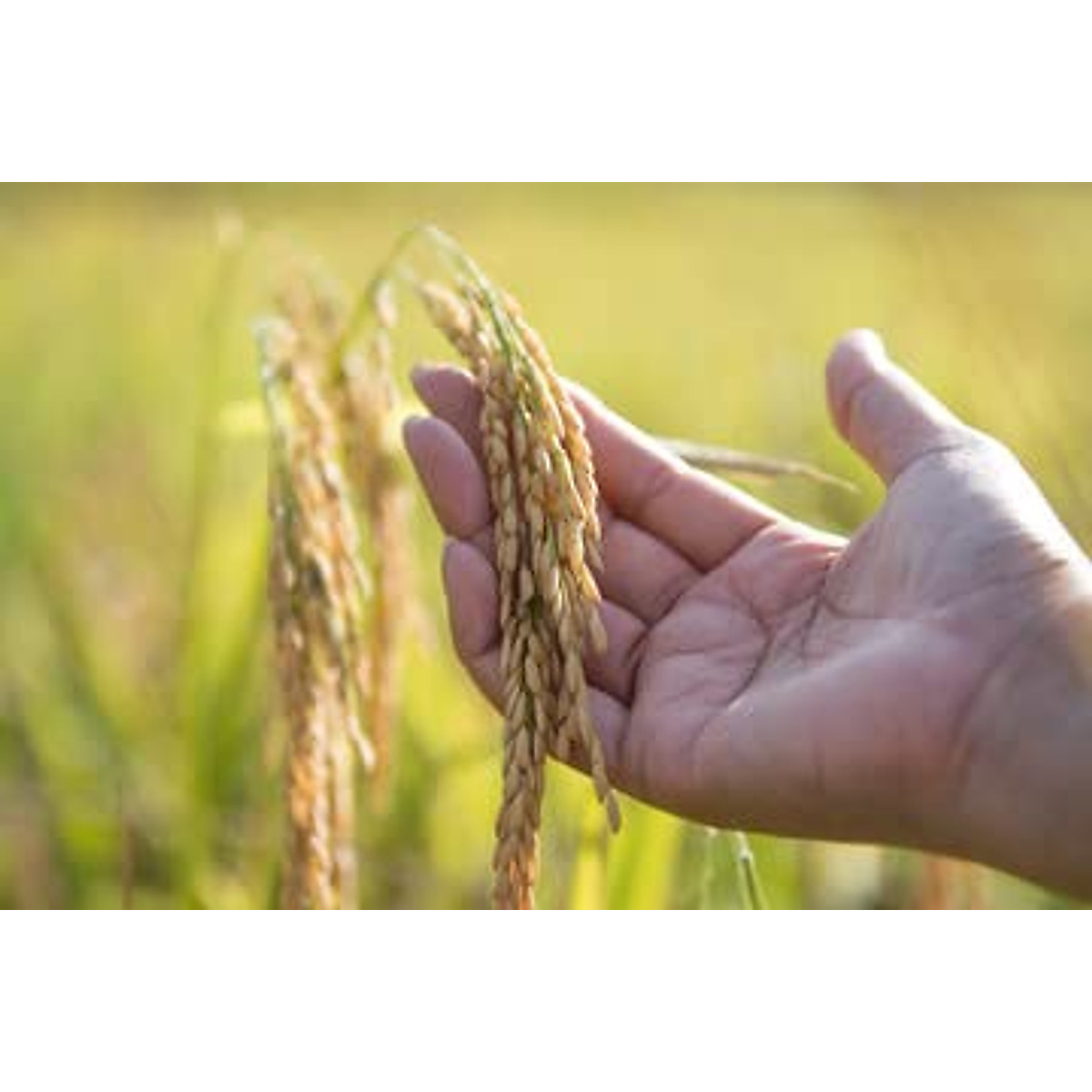 Raw Garden Canary Seed (Alpiste) (200 Capsules)