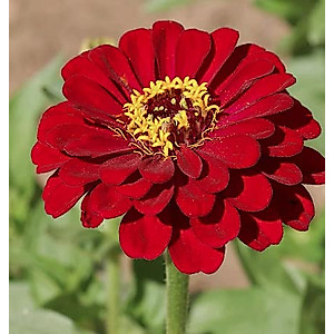 Zinnia "Merlot Mix" Flower Seeds for Planting, 200+ Flower Seeds Per Packet, Meteor, Purple Prince and Scarlet Flame Zinnias, Non GMO & Heirloom Seeds, Botanical Name: Zinnia elegans