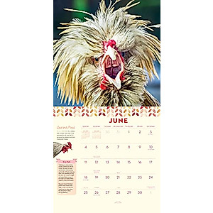 How to Speak Chicken Wall Calendar 2023: A Year of Chickens Doing What They Do & Saying What They Say