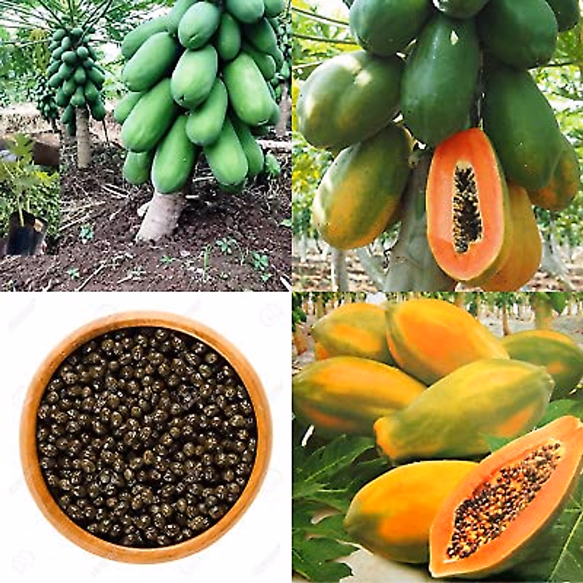 25+ Waimanalo Dwarf Papaya Fruit Seeds for Planting - Very Fresh, Rare ...