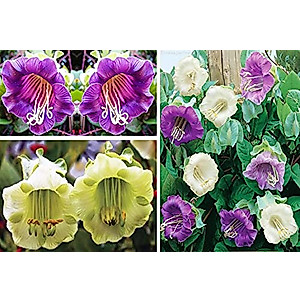 Seeds Cathedral Bellx Mix Cup and Saucer Vine (Cobea) Flowers Beautiful Hanging Annual Garden for Planting Non GMO