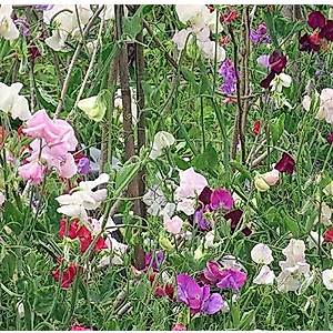 "Knee High Mix" Sweet Pea Flower Seeds for Planting "Knee High Mix", 25+ Seeds Per Packet, (Isla's Garden Seeds), Non GMO & Heirloom Seeds, Botanical Name: Lathyrus odoratus, Great Home Garden Gift