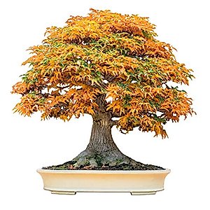 Bonsai Tree Seeds, Trident Maple | 20+ Seeds | Highly Prized for Bonsai, (Acer buergerianum) 20+Seeds