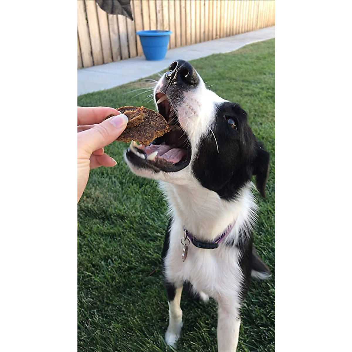 Bark & Harvest Dried Lamb Lung Training Treats - Grain Free Dog Training Chew Treats -Natural Source of Glucosamine & Chondroitin, 5 Ounce Bag