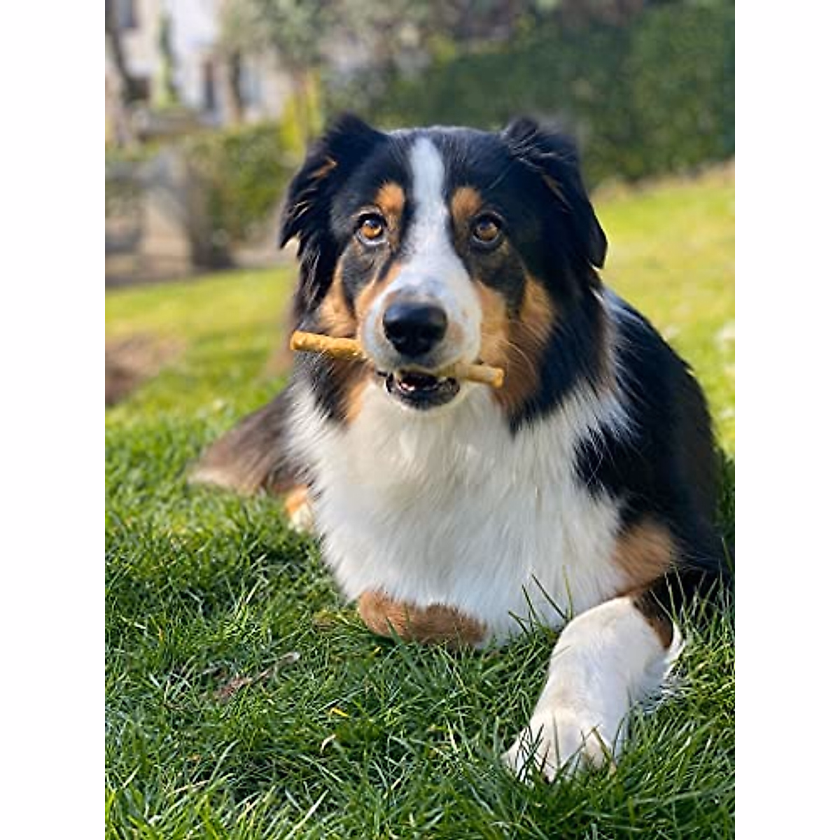 Fieldcrest Farms Nothing to Hide Natural Rawhide Alternative Twist Stix for Dogs - 3 Pack (30 Sticks) Premium Grade Easily Digestible Chews - Great for Dental Health (Chicken, Small Stix)