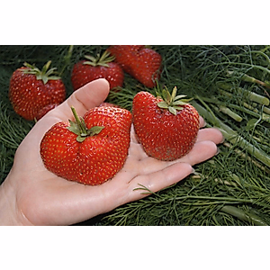 CEMEHA SEEDS - Giant Strawberry Fresca Everbearing Berries Indoor Non GMO Fruits for Planting
