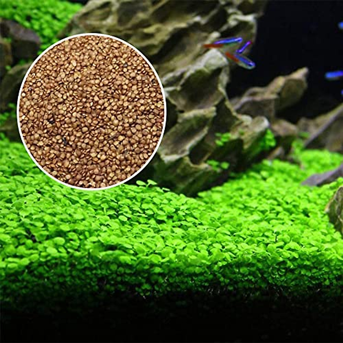 2 Pack Live Aquarium Plant Seeds, Water Grass Plants Mini Leaf , Aquarium Grass Plant Seeds, Aquarium Small Leaf Grass, Aquarium Water Grass Seeds, Creates Lush Green Carpet Plant