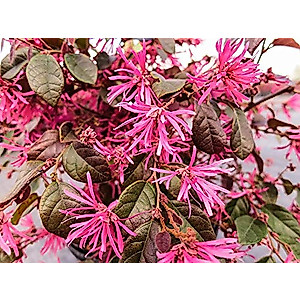 TriStar Plants - Ruby Loropetalum- 1 Gallon, 3'-4'ft Tall Potted Plant, Healthy Established Roots, Fast Growing Trees, Fall Color, Evergreen, Loropetalum chinense
