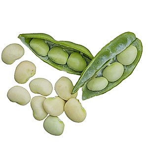 Burpee Fordhook 242 Bush Bean Seeds 4 ounces of seed