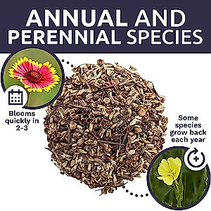 Texas Oklahoma Wildflower Seeds Mixture - Bulk 1 Ounce Packet - Over 15,000 Native Seeds - Open Pollinated and Non GMO