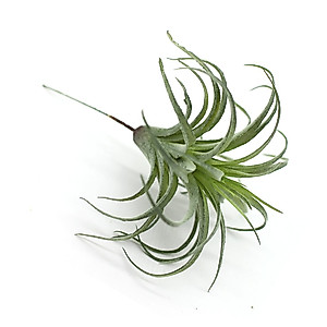 ZJCilected 2PCS Artificial Flocking Tillandsia Air Plants Faux Succulents Bromeliads for Indoor/Outdoor Garden and Home Decor, Terrarium Decorations, Arrangements, Office, and Displays(Small)