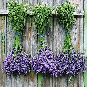 Lavender Seeds - Munstead - 1/4 Pound - Herb Seeds, Heirloom Seed Attracts Bees, Attracts Butterflies, Attracts Pollinators, Fragrant, Container Garden