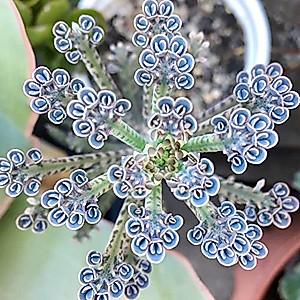 QAUZUY GARDEN 25 Seeds Rare Dark Blue Kalanchoe Flaming Katy Seeds Succulent Flower Seed Striking Tropical Exotic Plant for Garden Home Balcony Office Decor