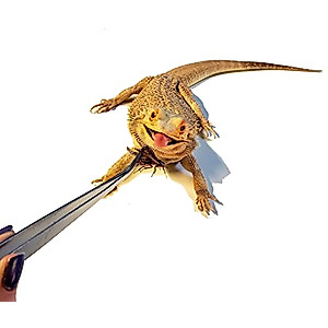 Josh's Frogs Stainless Steel Curved Reptile Feeding Tongs (12 inch)