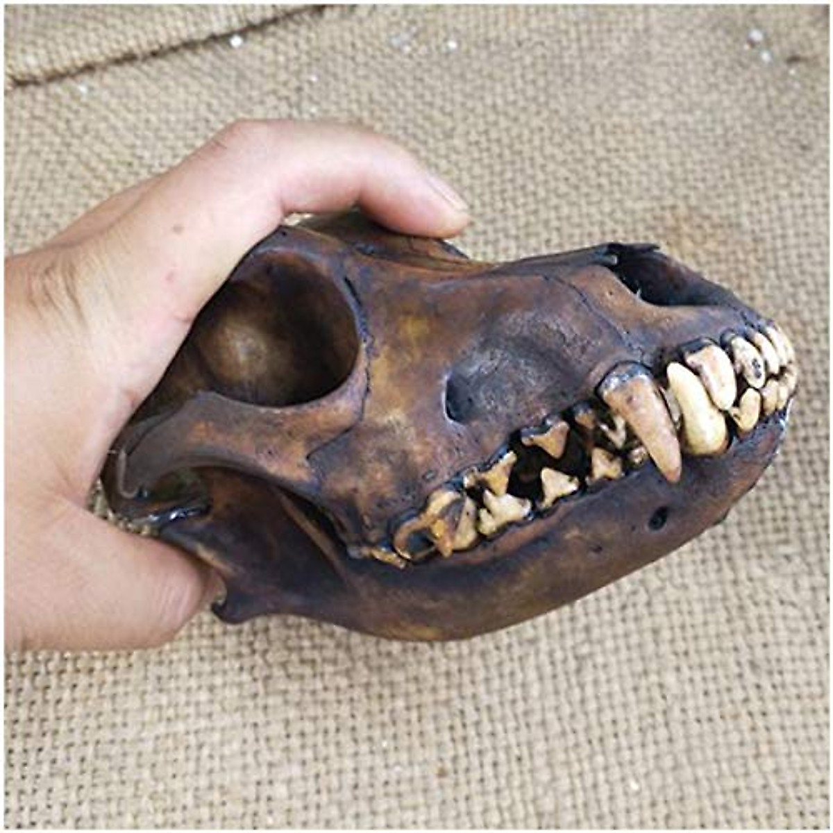 LUCKFY Real Wolf Skull Genuine Taxidermy Animal Bones Animal Skull Model for Bar Home Decoration Art Collection Veterinary Teaching Tool