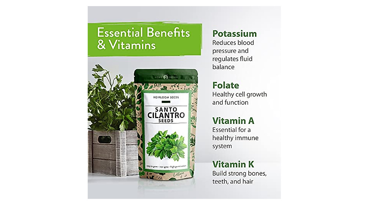 500+ Santo Cilantro Seeds for Planting Indoors or Outdoors - Non-GMO ...