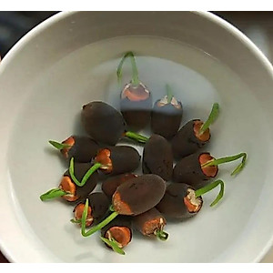 (30 Seeds) Bonsai Lotus Seeds for Planting, Water Lily Flower, Home Garden Plant Seeds, Flowering Aquatic Bonsai Plant