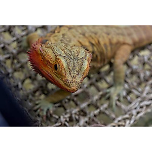 PENN-PLAX Reptology Lizard Lounger Corner Triangle – 100% Natural Seagrass Fiber – Great for Bearded Dragons, Anoles, Geckos, Iguanas, and Other Reptiles – Small