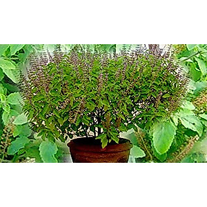 GRI9 8MM Tulsi mala Beads Necklace Holy Basil 108 + 1 Beads Ram Japa Prayer Mala Energized 108 Hindu Tibetan Buddhist Rosary for Chanting Mantra (Red Tessel)