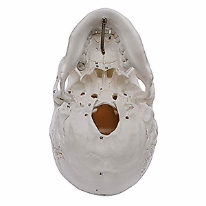 EISCO Numbered Human Skull Model - Medical Quality - 3 Parts w/Removable Calvaria, Articulated Mandible, Painted Sutures, 55 Numbered Features - Anatomy Skull, Plastic Skull Replica, Life Size Skull