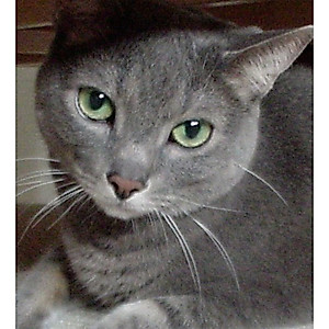 CafePress Gray Cat Russian Blue Mug Ceramic Coffee Mug, Tea Cup 11 oz