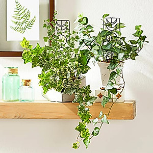 Tuitessine Moon Phase Trellis Indoor Plant Trellis Climbing Plant Small Garden Trellis for Potted Plant Houseplant Metal Wire Trellis Pot Trellis 2 Packs 14.1’’