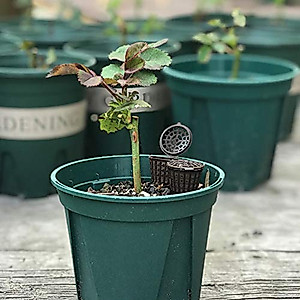 Fertilizer Bonsai Fertilizer Cakes Mesh Baskets Garden Nursery Cutting Rooting Baskets Bonsai Fertilizer Box Fertilization Control Container 20pcs Fertilizer mesh Baskets S Flower Fertilizer Pot