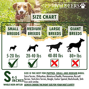 Wildeers Premium Deer Antlers for Dogs - Dog Antler Chews - Made in USA, Naturally Shed, Healthy Treat - Grade A, 4-5 in, 3 Pieces, Long Lasting Antler Chew Bones for Aggressive Chewers (Small)