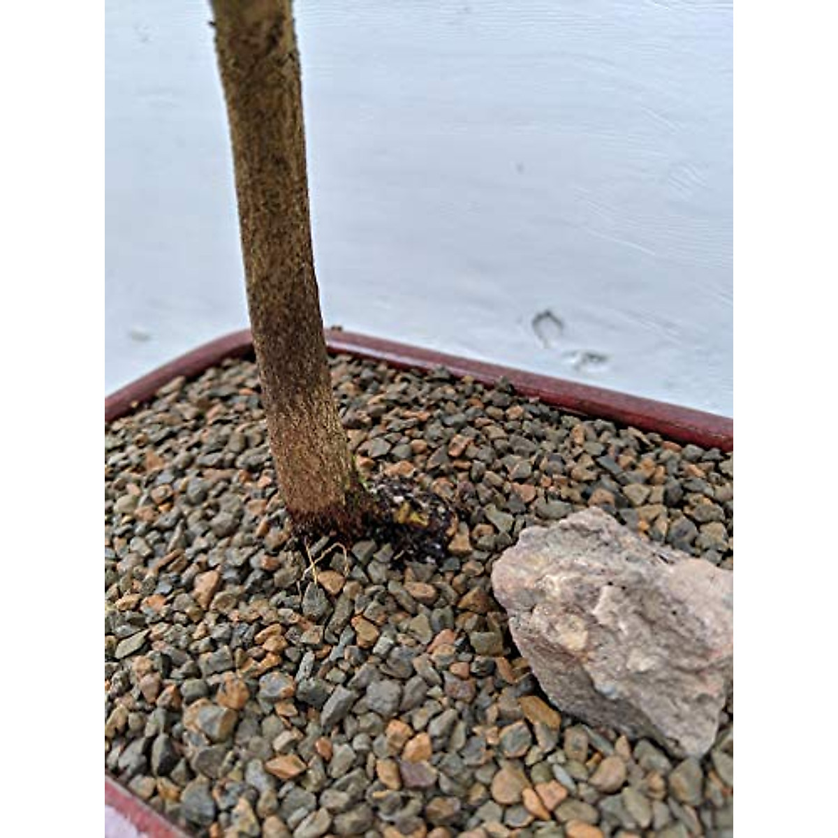 Dwarf Trident Maple Outdoor Bonsai Tree