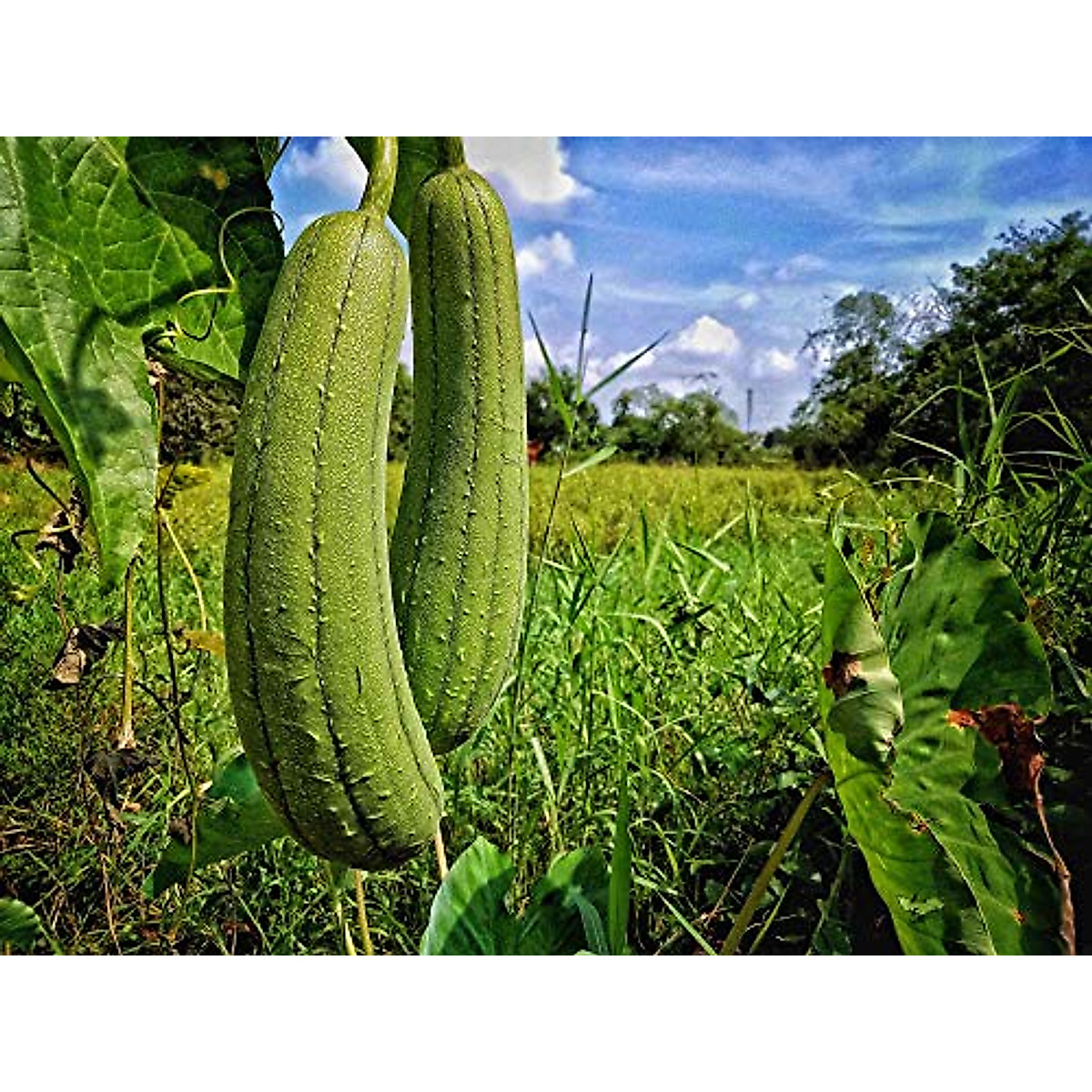 Gaea's Blessing Seeds - Luffa Gourd Seeds - Non-GMO - with Easy to Follow Planting Instructions - Heirloom Sponge Loofah Muop Huong 93% Germination Rate