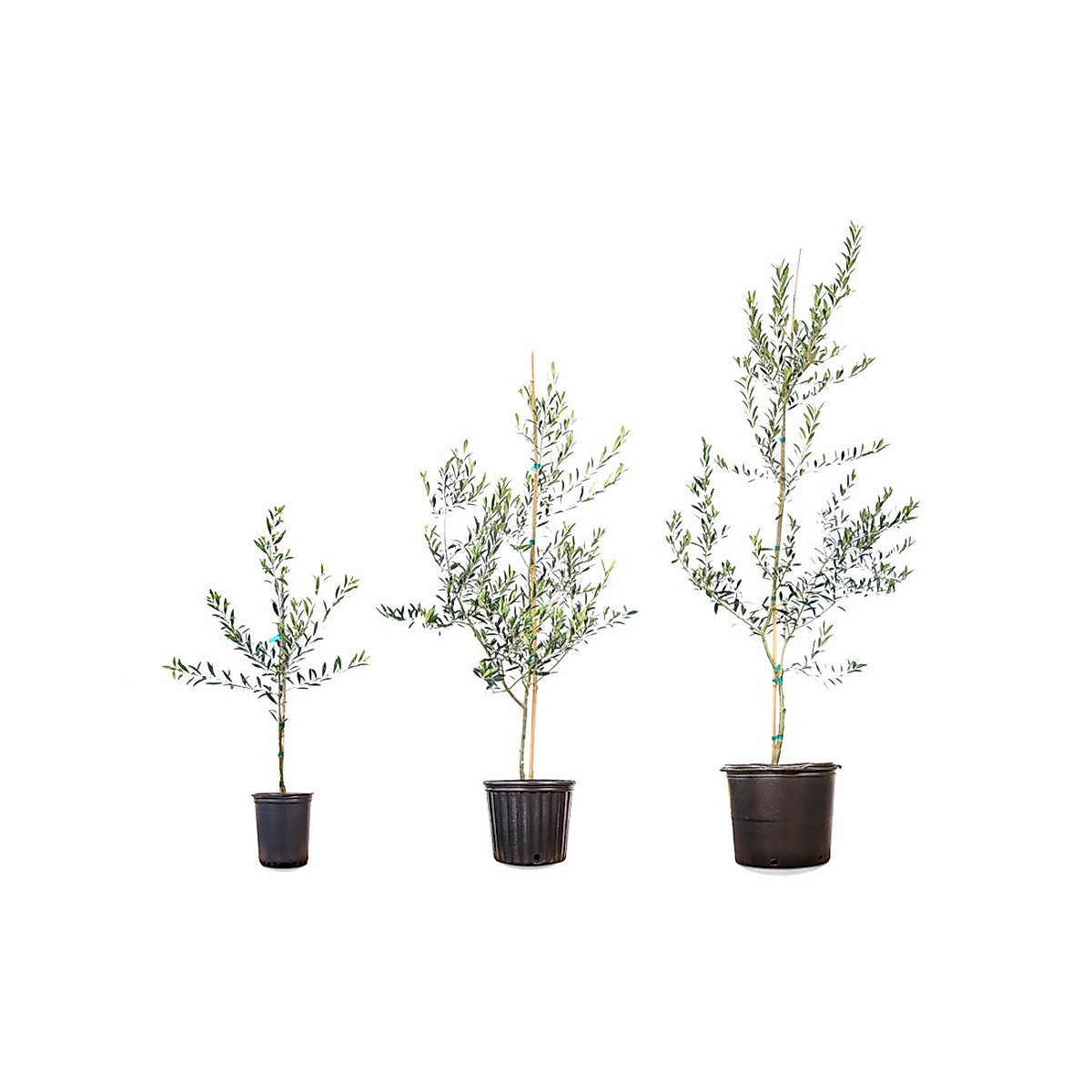 Arbequina Olive Tree - Live Plant, Includes Special Blend Plants Food & Planting Guide (2-3FT)