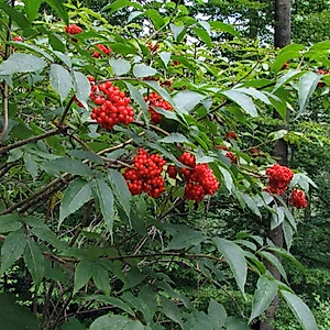 CHUXAY GARDEN 50 Seeds Sambucus Racemosa,Red Elderberry,Red-berried Elder Deciduous Suckering Shrub Attract Butterflies Great for Traditional and Wildlife Gardens