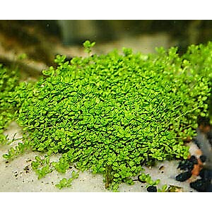 Marcus Fish Tanks - 3X Dwarf Baby Tears Hemianthus Callitrichoides Live Aquarium Plants