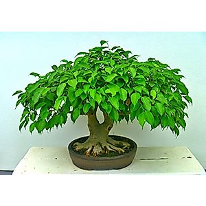 Sweet Plum Bonsai Tree Seeds | 10 Seeds to Grow as Bonsai | Prunus Americana - Ships from Iowa, USA