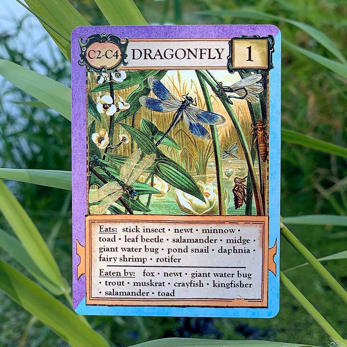 Montrose Biology Ecologies: Bizarre Biomes - Use Science to Build Food Webs in 7 Biomes - Beautiful Vintage Nature Art for The Classroom or Game Night