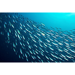 Season Sardines in Olive Oil – Wild Caught, 22g of Protein, Keto Snacks, More Omega 3's Than Tuna, Kosher, High in Calcium, Canned Sardines – 4.37 Oz Tins, 12-Pack