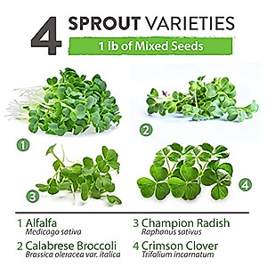Sprouts and Microgreens Seeds Bulk Mix (16oz): Broccoli, Alfalfa, Radish, Clover Seeds for Sprouting - Grow Healthy Non-GMO Micro Greens - Sprout Seeds Variety Pack - Even Spread of Varieties