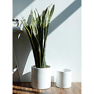 8 Inch Glazed Ceramic Indoor Planter Pot - Modern Large Cylinder Container with Watering Drainage Rubber Plug - Fits Succulents, Flowers or Bonsai