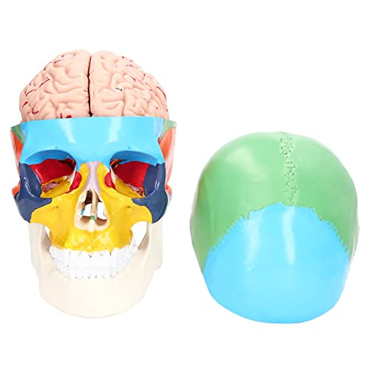 Kadimendium Human Brain Model Anatomy Removable Skullcap PVC Skull Model Anatomical Skull Model Anatomical Model with Manual for School Home Study