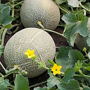 Organic Cantaloupe Seeds (Hales Best Jumbo) - Approx 80 Seeds - USDA Organic, Non-GMO, Open Pollinated, Heirloom, USA Origin