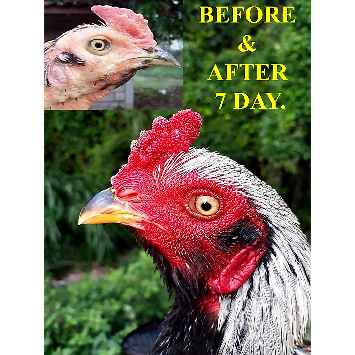 Thunder New Max Vitamins Health Supplement Capsules Rooster Booster Chicken Increasing Energy Formula Feed Cock Fighting Gamecocks, Good Breeding, Stronger & More Power, Healthy 90 Capsules Hen Food