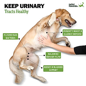 Deley Naturals Dog UTI Prevention - 120 Grain Free Soft Chews - Incontinence, Bladder, Kidney & Immune System Support - Cranberry Pills - D-Mannose & Echinacea - Made in USA - Natural Chicken Flavor